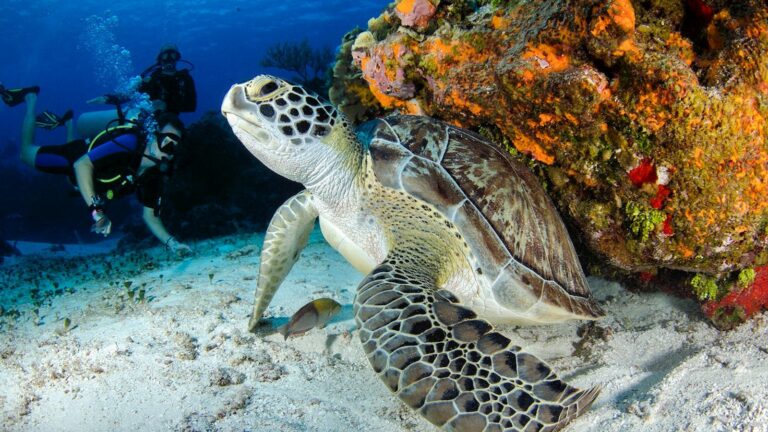 Dive RAID Brasil – The RAID Way™